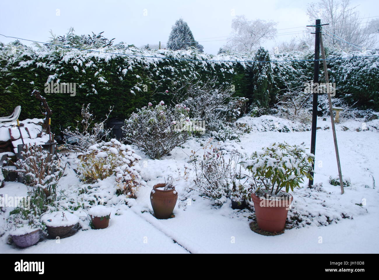 snow covered garden including leylandii hedge Stock Photo - Alamy