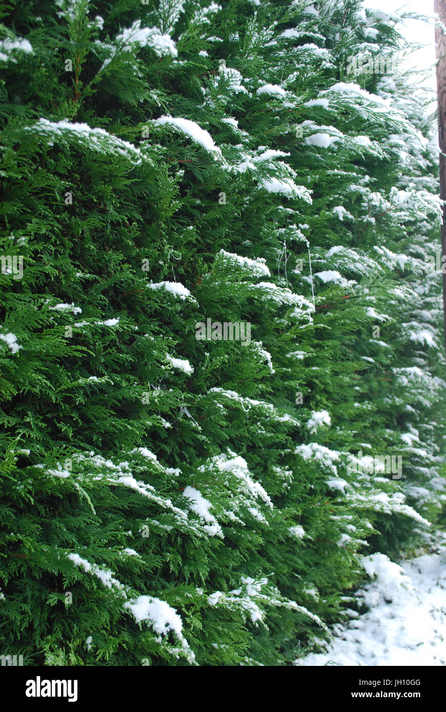 Leylandii hedge covered with snow Stock Photo - Alamy