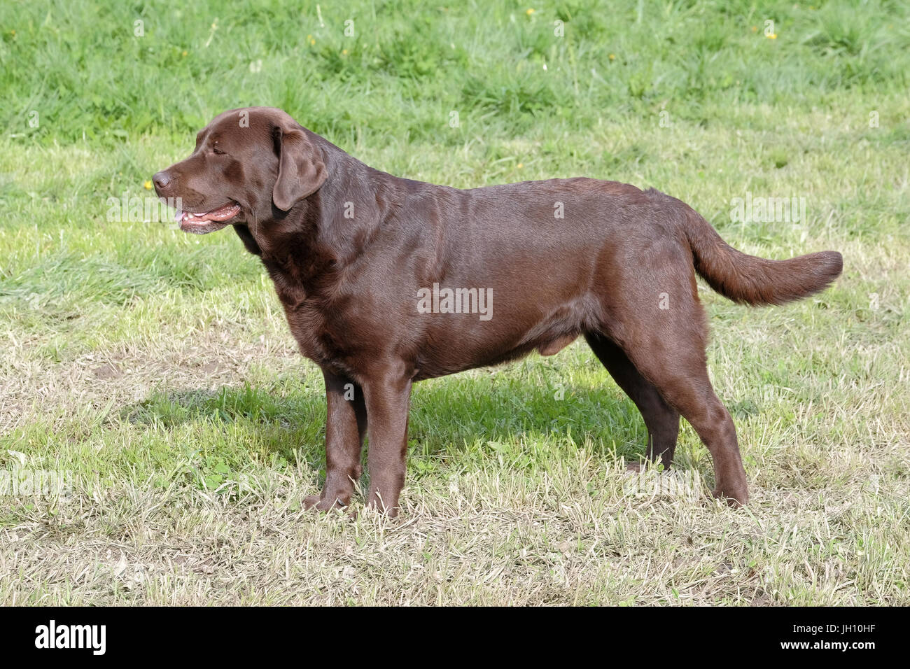 Typical Labrador Retriever Brown on the meadow Stock Photo - Alamy