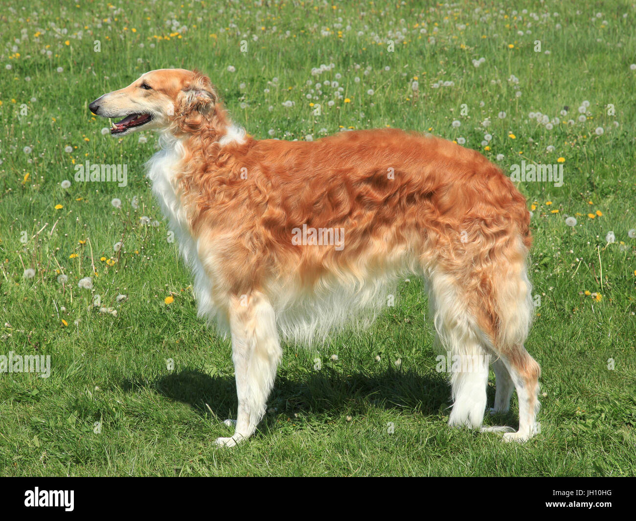 Borzoi russian hi-res stock photography and images - Alamy
