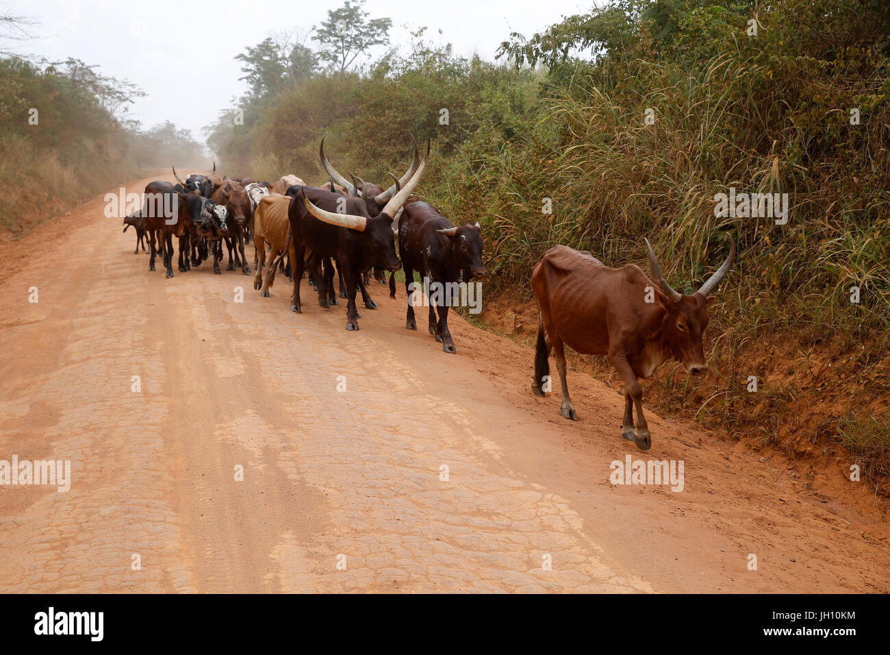 Uganda cattle hi-res stock photography and images - Alamy