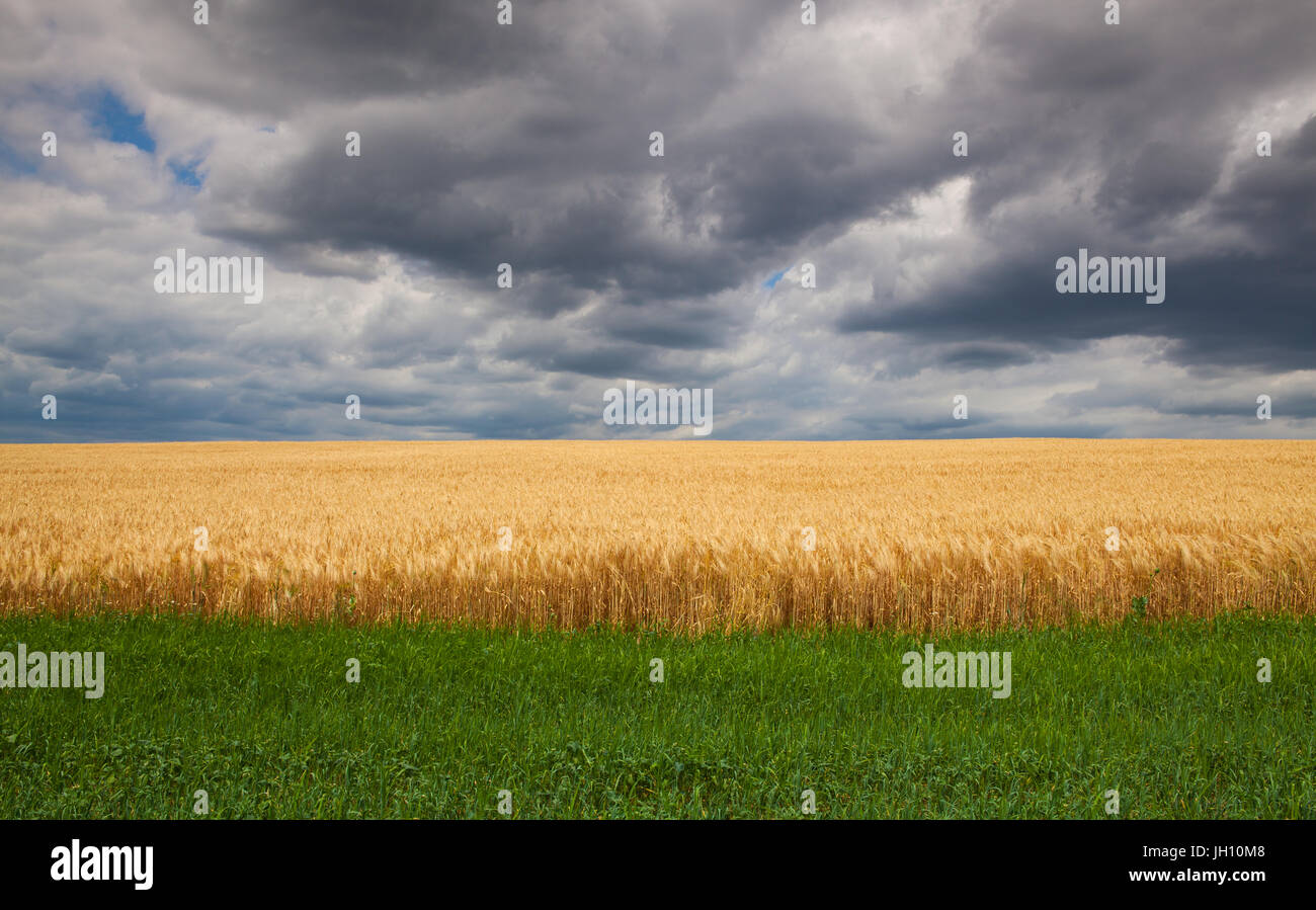 Wheat field in the Czech Republic countryside before storm Stock Photo ...