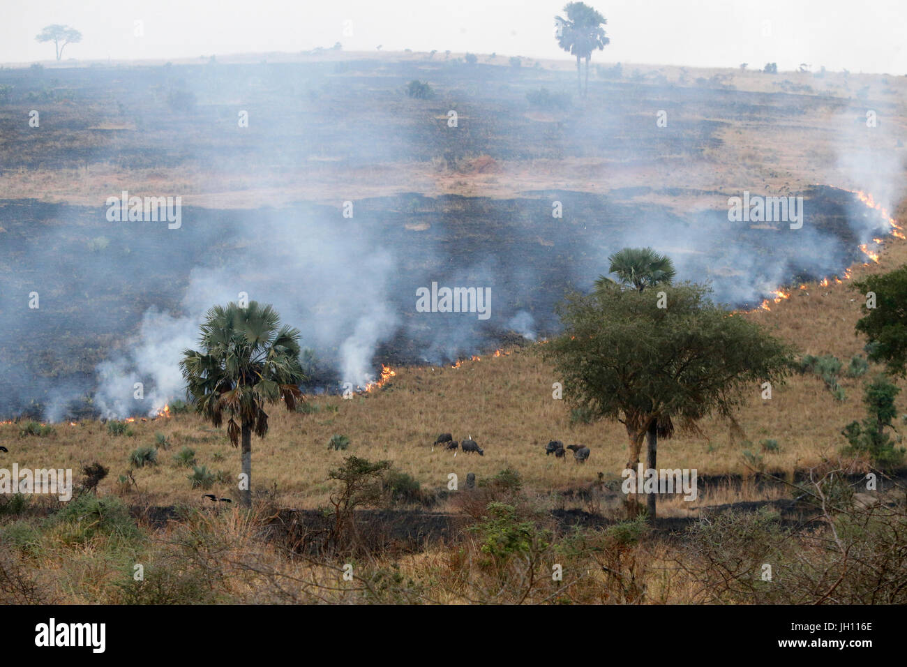 Fire in Murchison national park. Uganda Stock Photo - Alamy