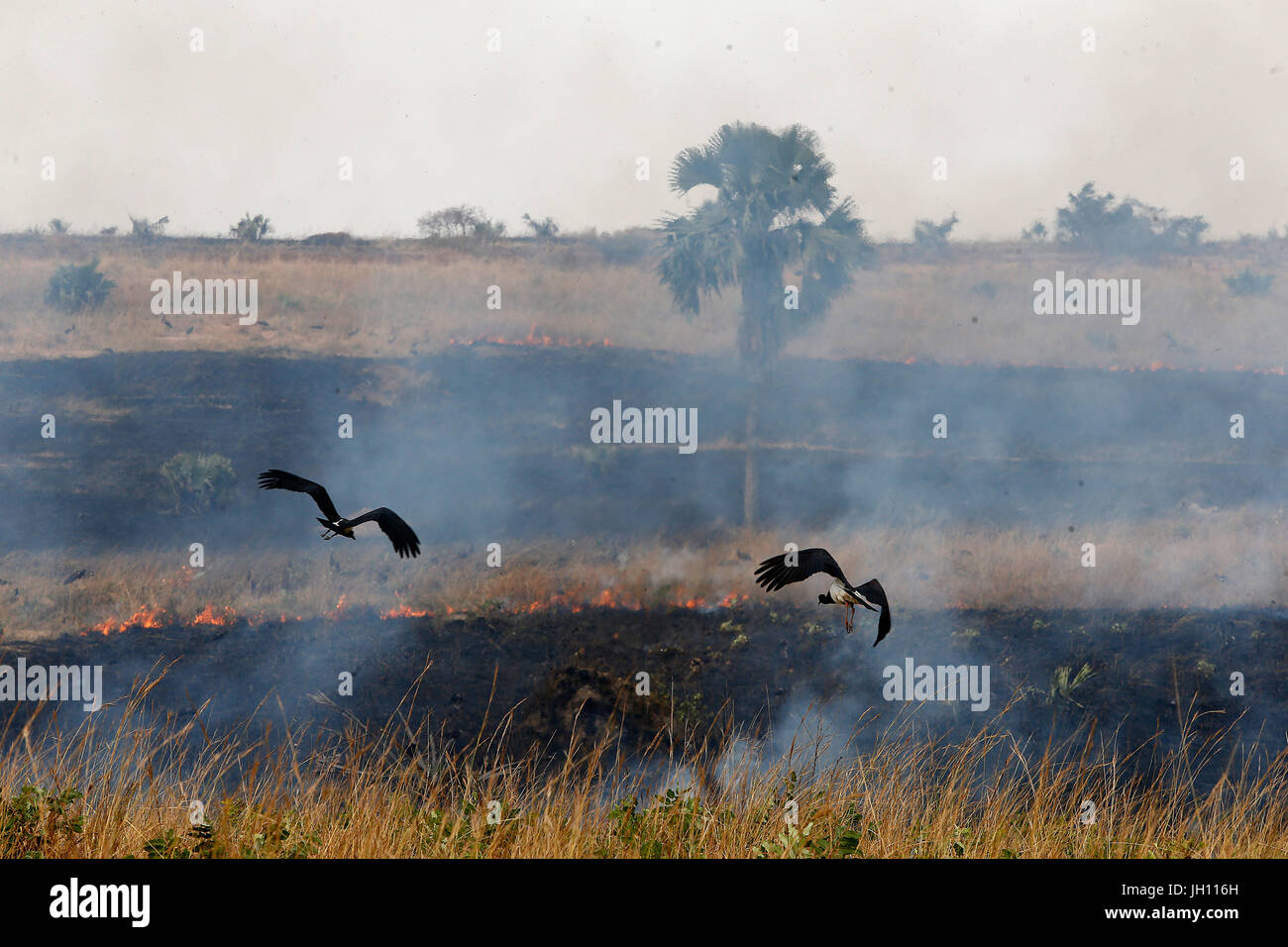 National bird of uganda hi-res stock photography and images - Alamy