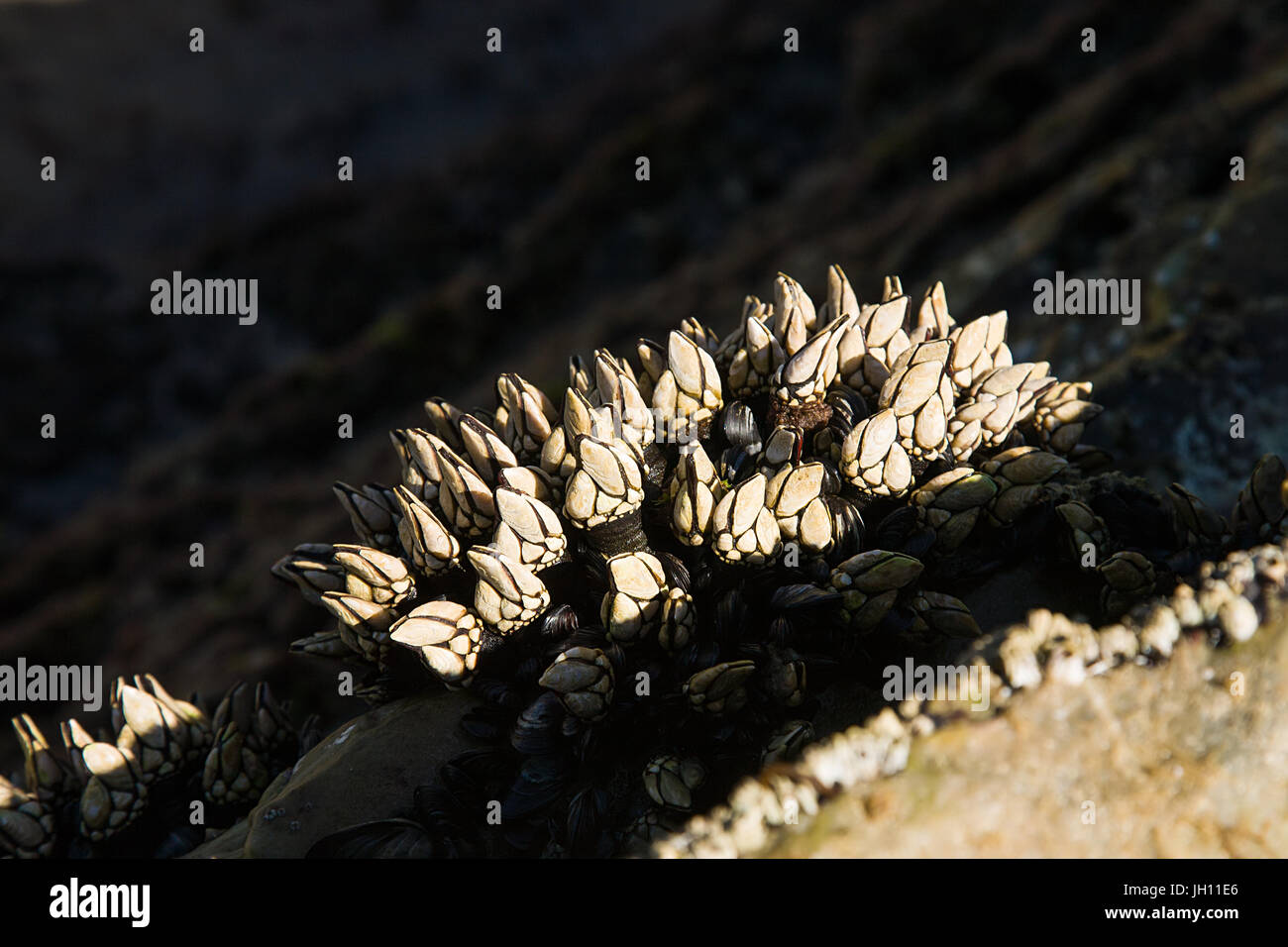 As Catedrais beach in Galicia, goose barnacle by low tide Stock Photo ...