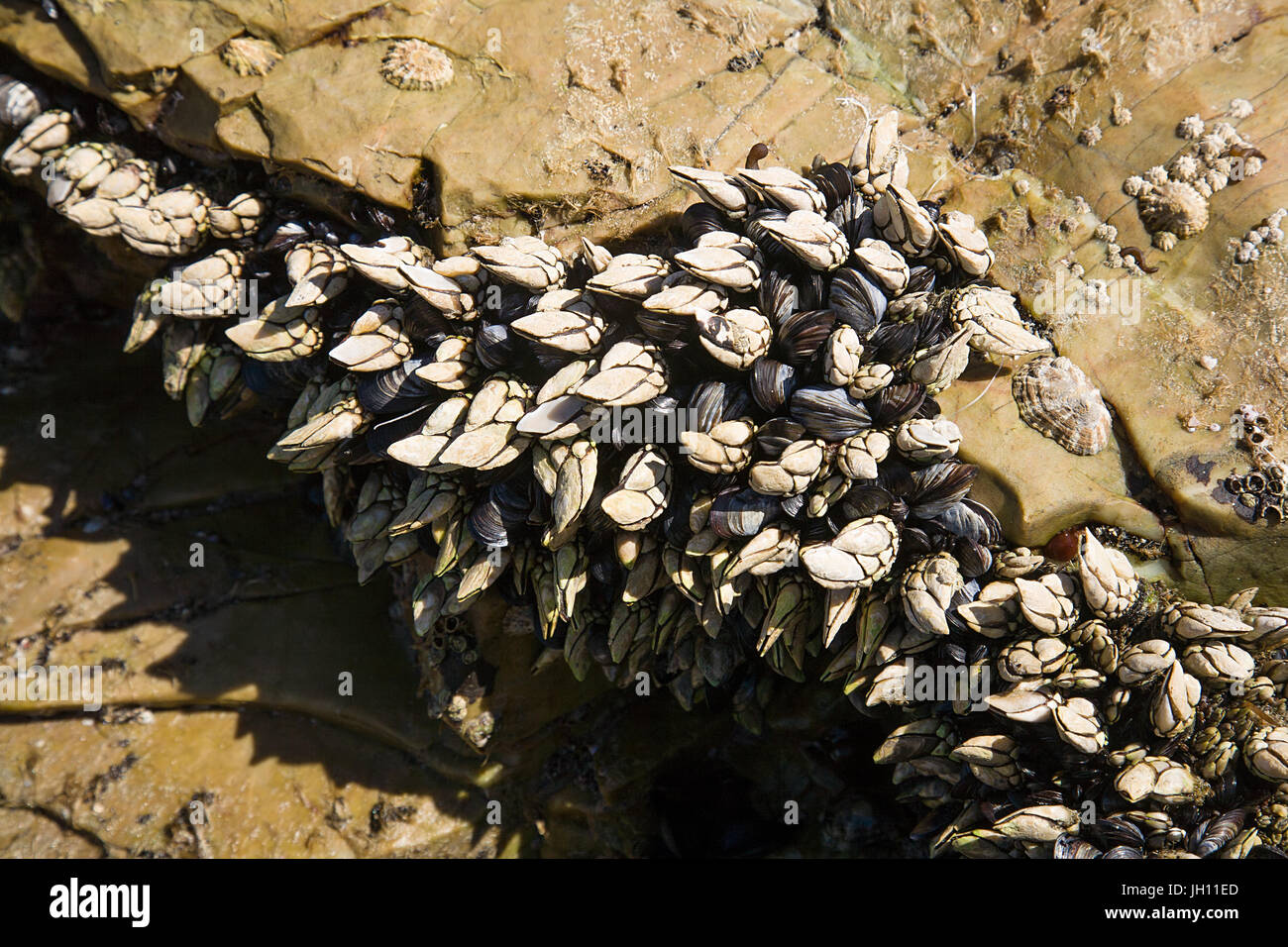 As Catedrais beach in Galicia, goose barnacle by low tide Stock Photo ...
