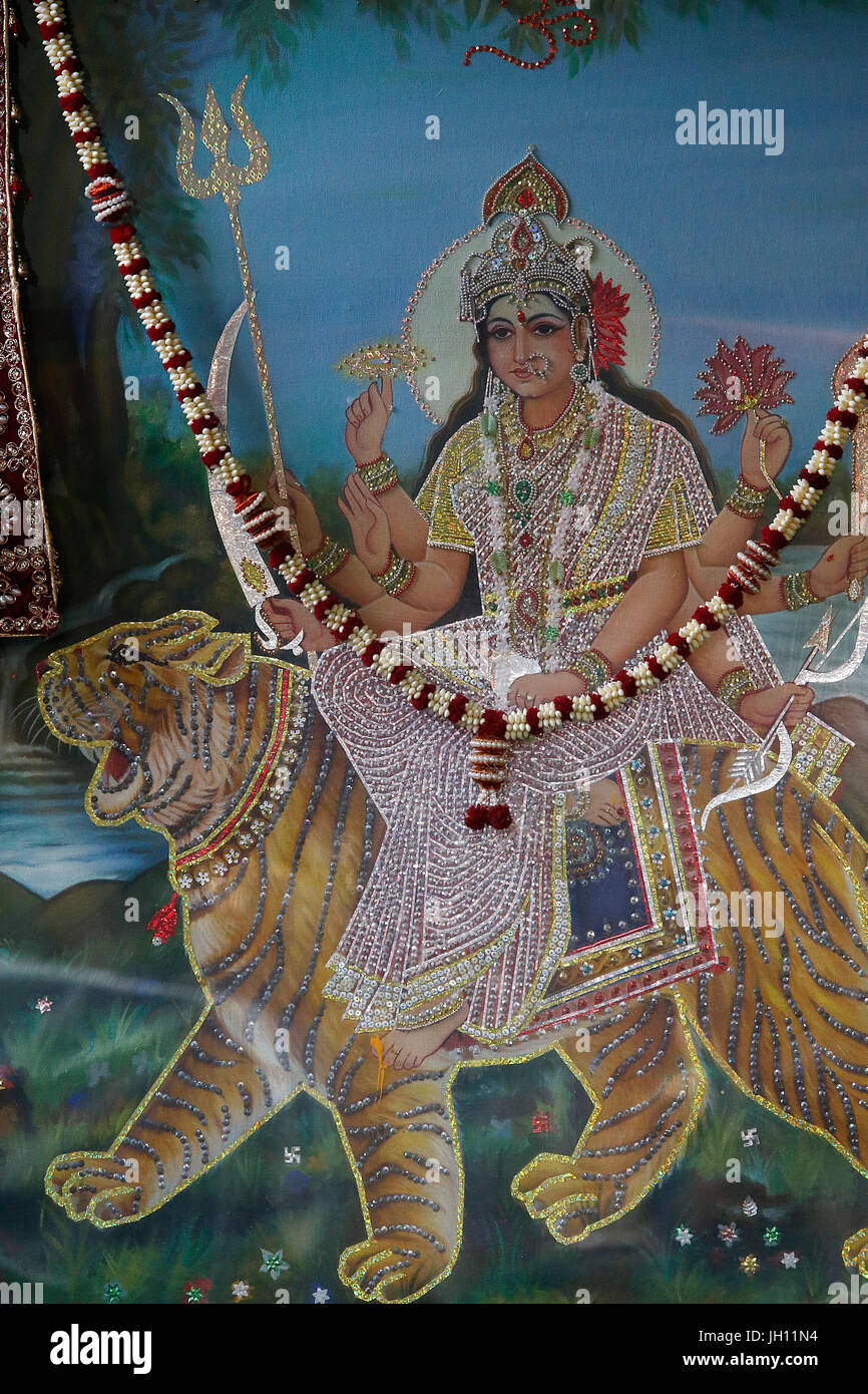 Tigre hindú hi-res stock photography and images - Alamy