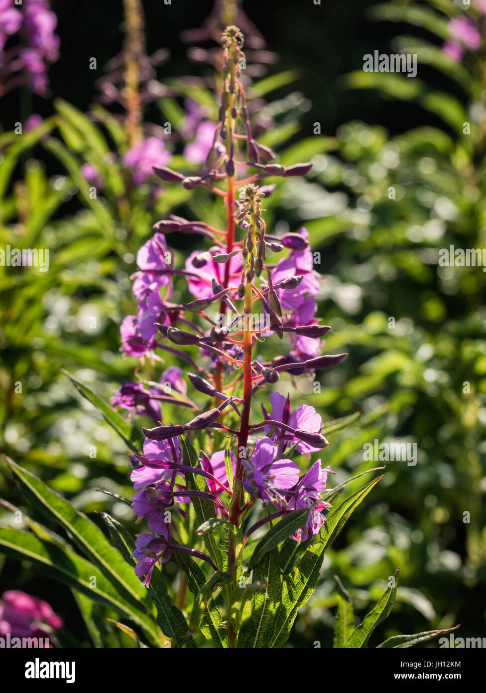 National flower of denmark hi-res stock photography and images - Alamy