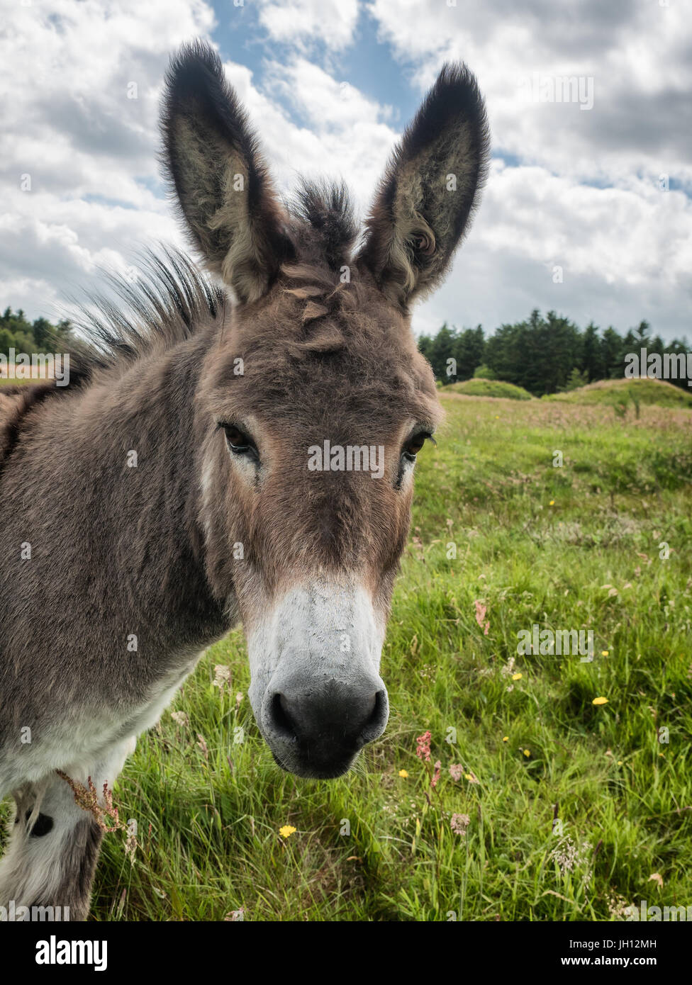 Cute donkey hi-res stock photography and images - Alamy