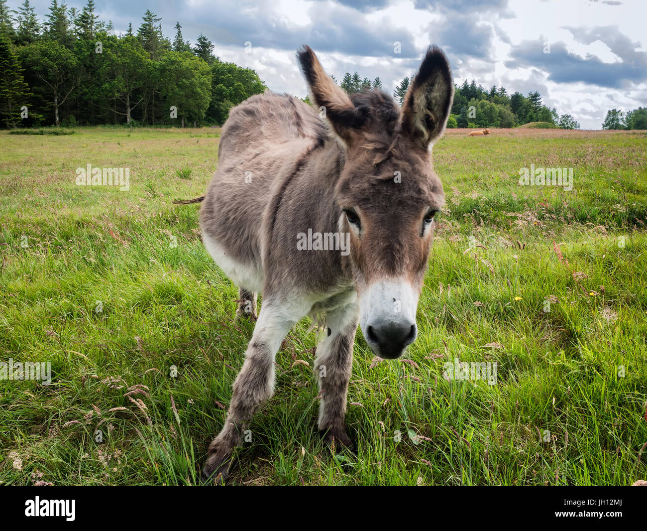 Donkey, very nice and cute on a green field Stock Photo - Alamy
