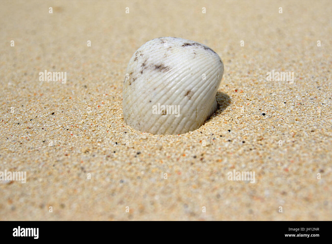 Shell on the beach of Ukulhas, Maldives Stock Photo - Alamy