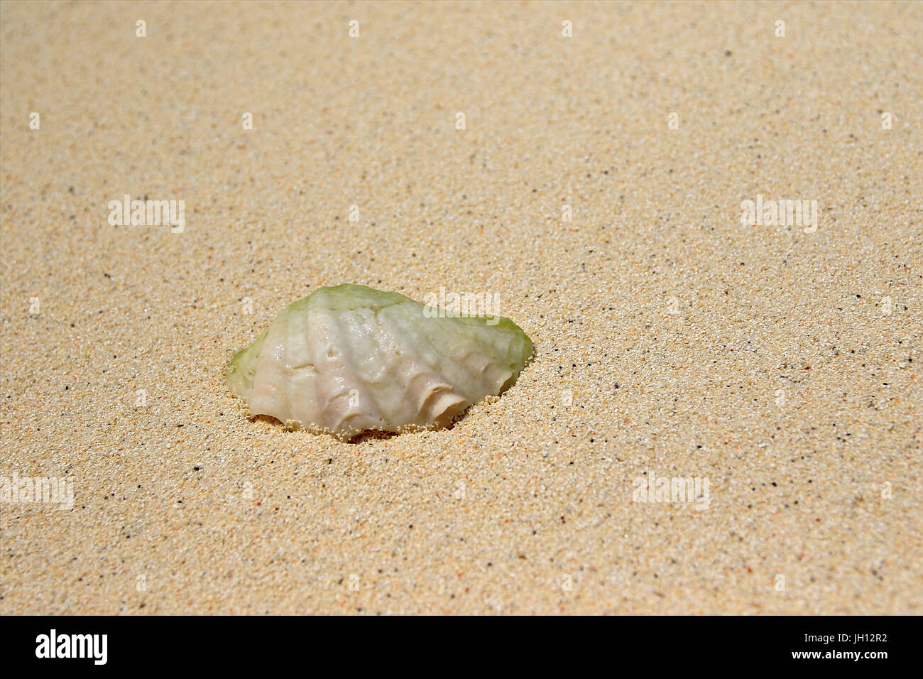 Shell on the beach of Ukulhas, Maldives Stock Photo - Alamy