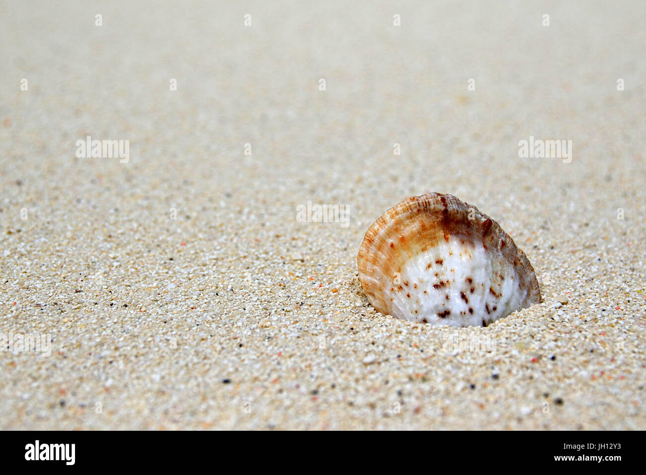 Shell on the beach of Ukulhas, Maldives Stock Photo - Alamy
