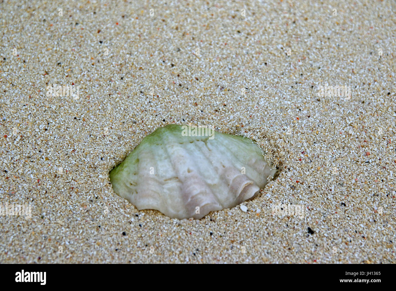 Shell on the beach of Ukulhas, Maldives Stock Photo - Alamy