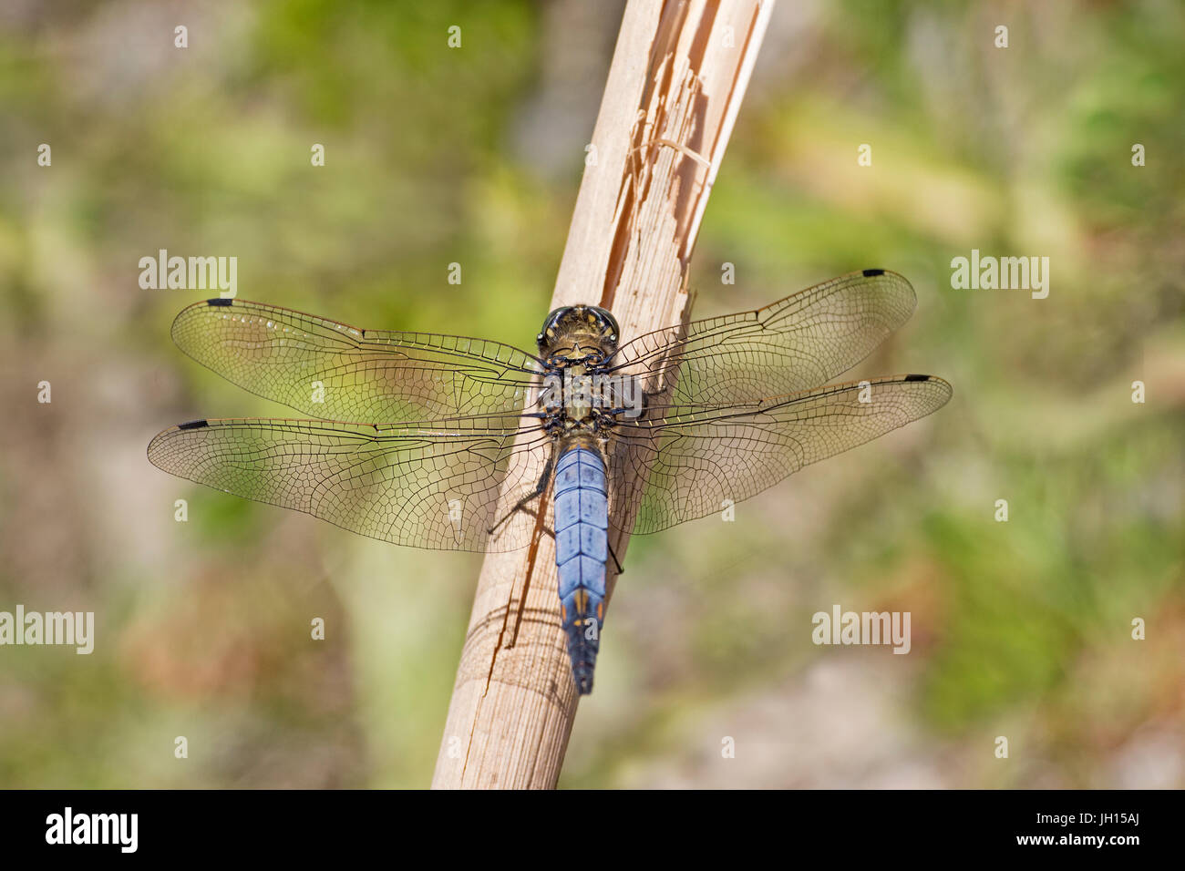 Male Black-tailed Skimmer (Orthetrum cancellatum Stock Photo - Alamy