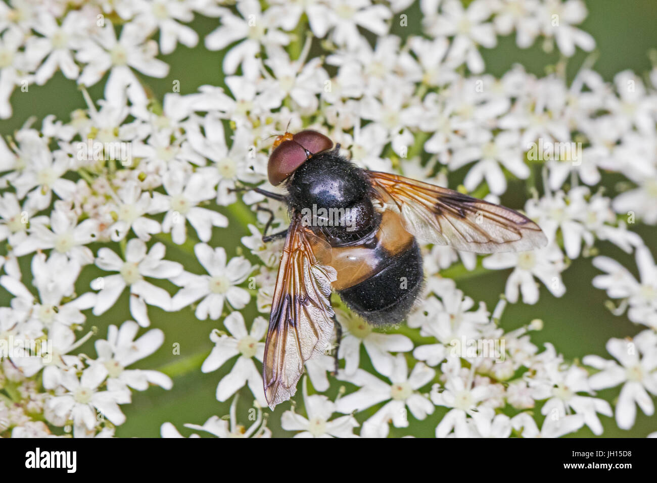 Male Great Pied Hoverfly (Volucella pellucens Stock Photo - Alamy