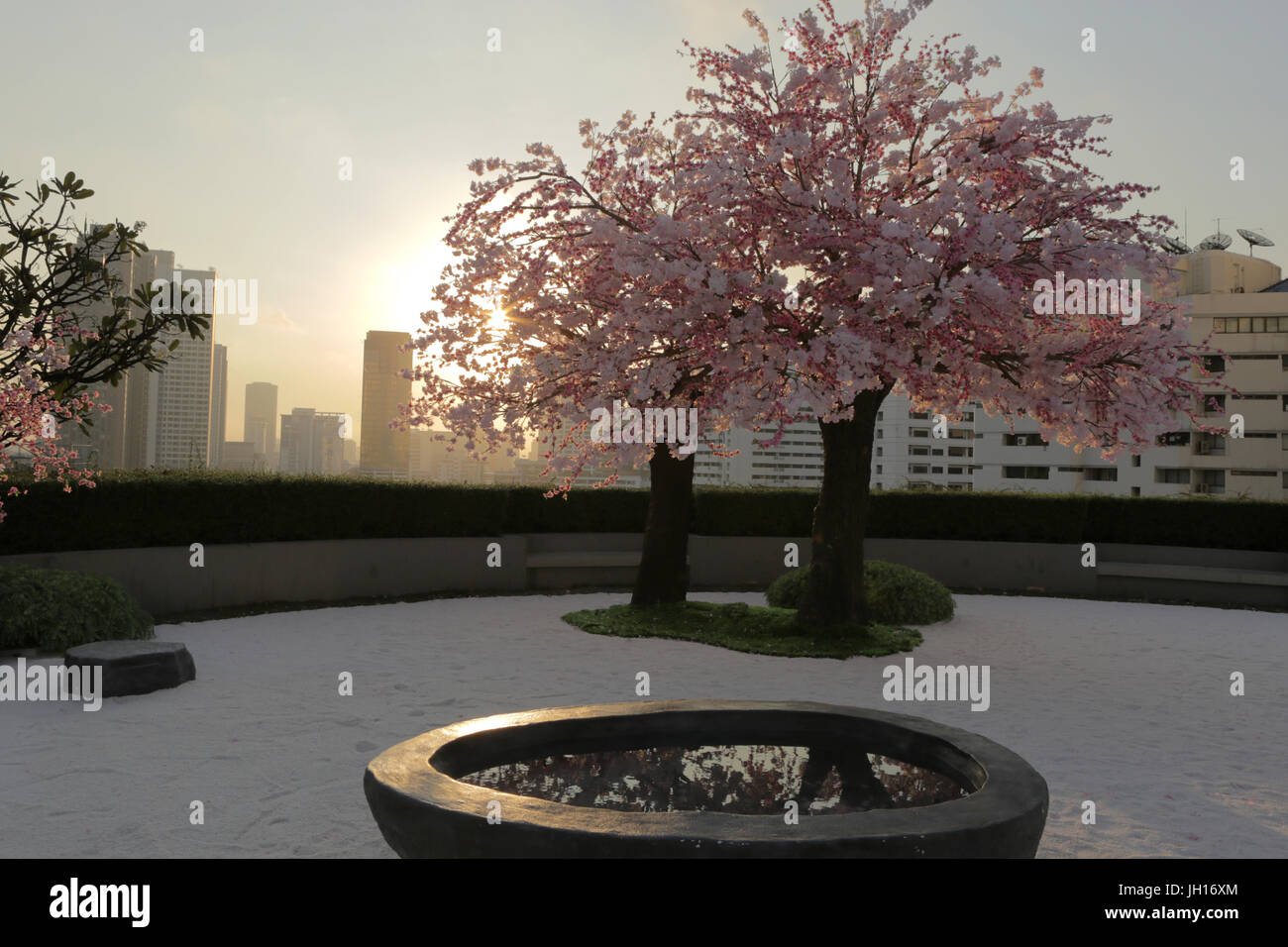 two sakura tree in the japanese zen garden Stock Photo - Alamy