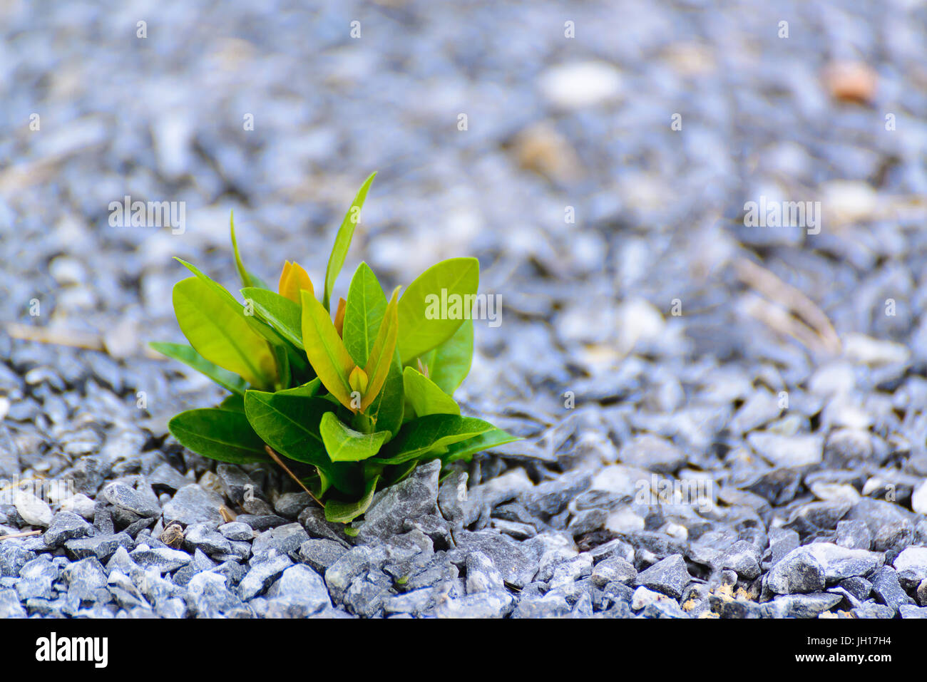 Small green plant growth strong in natural stone ground Stock Photo - Alamy