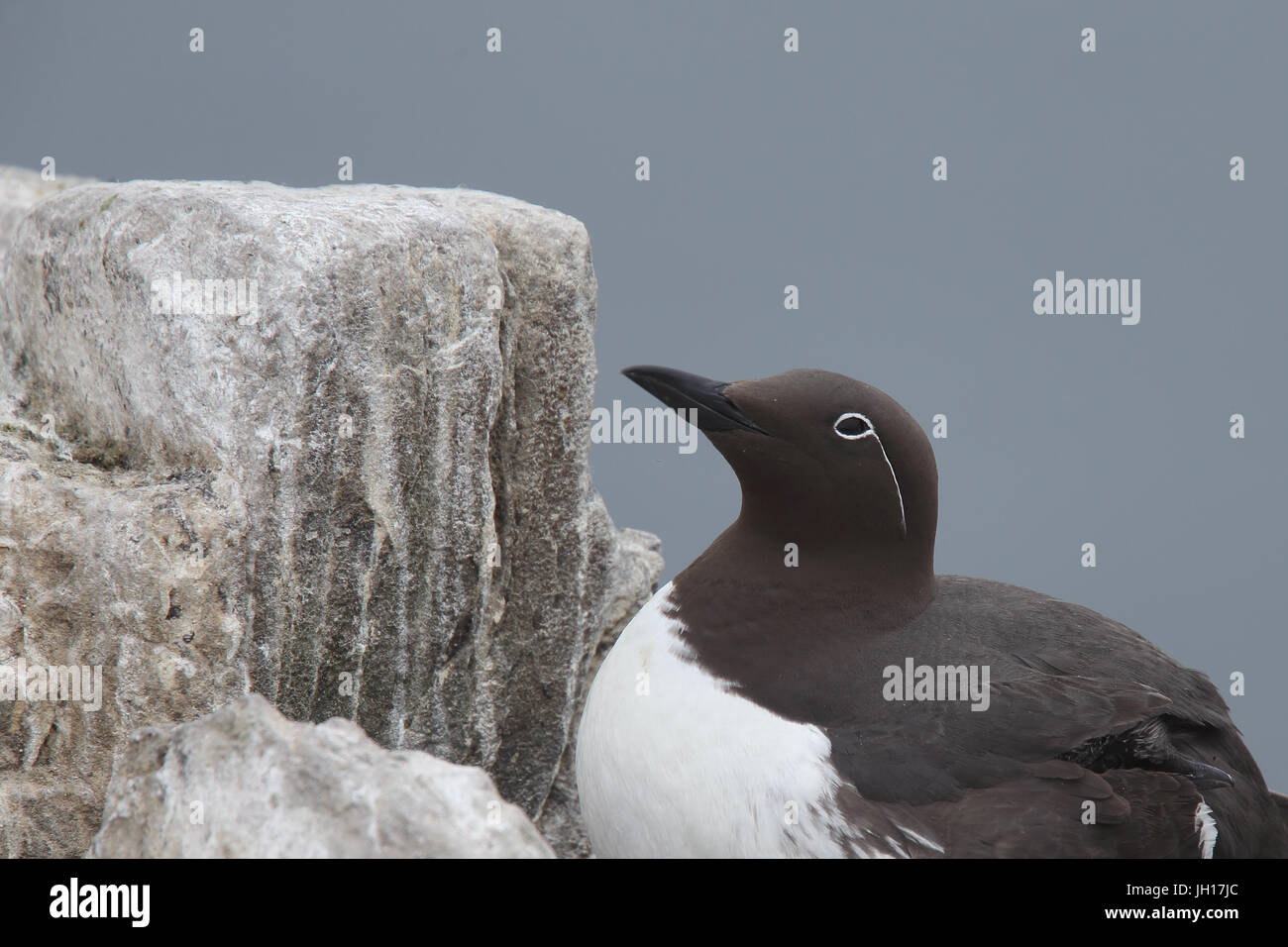 Common guillemot uria aalge bridled form hi-res stock photography and ...