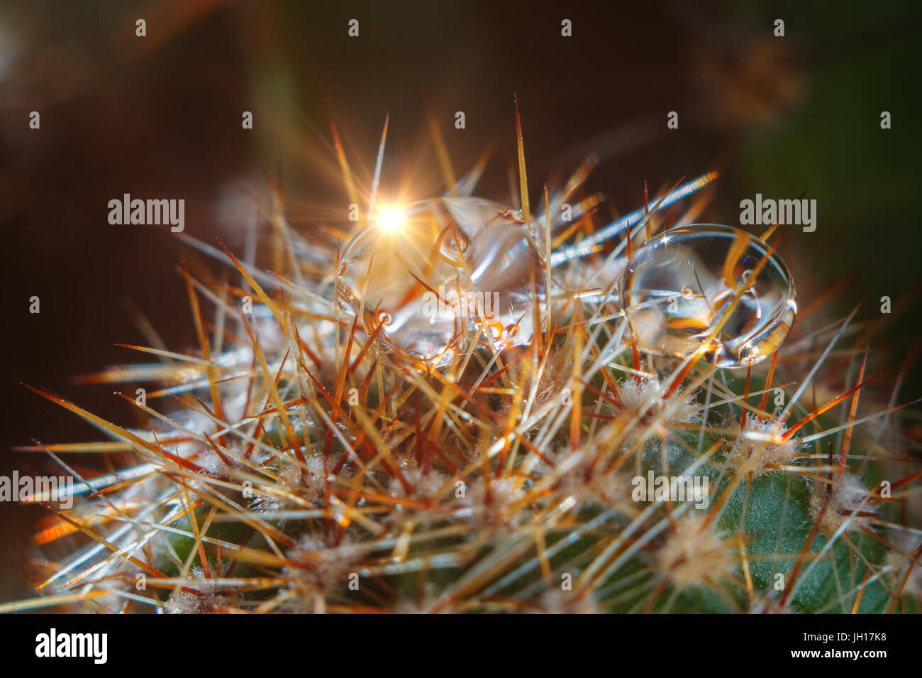 Water drops on a cactus hi-res stock photography and images - Alamy