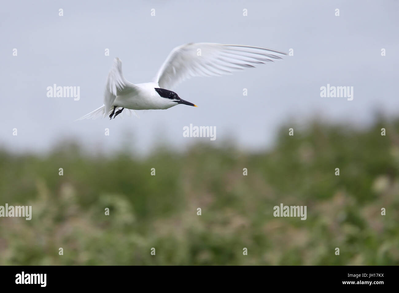 Sandwich Tern (Sterna sandvicensis), adult in flight, Farne Islands ...