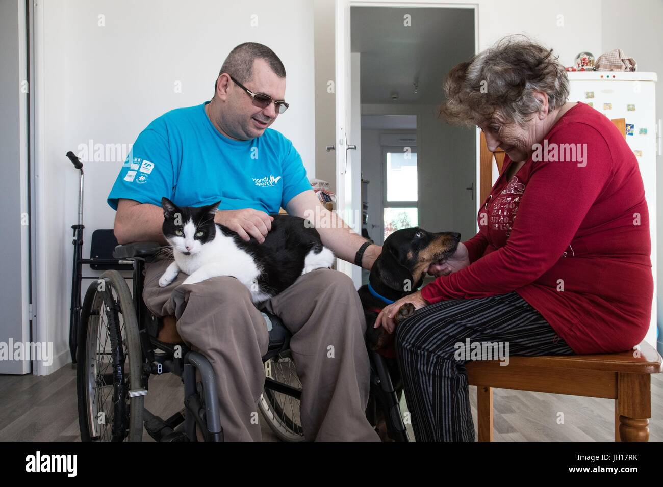 Handicapped cat hi-res stock photography and images - Alamy
