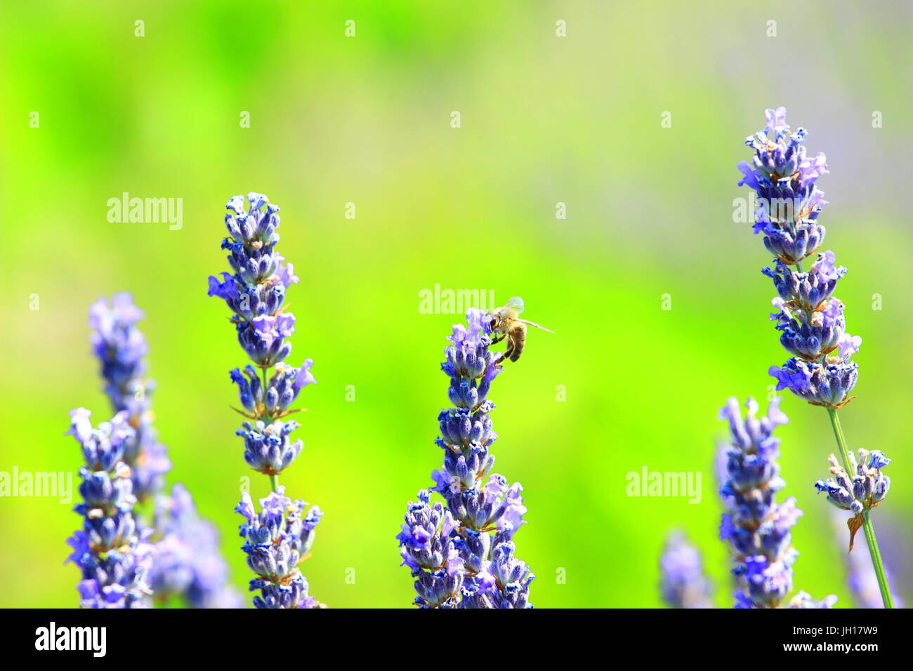 Lavender and bee Stock Photo - Alamy