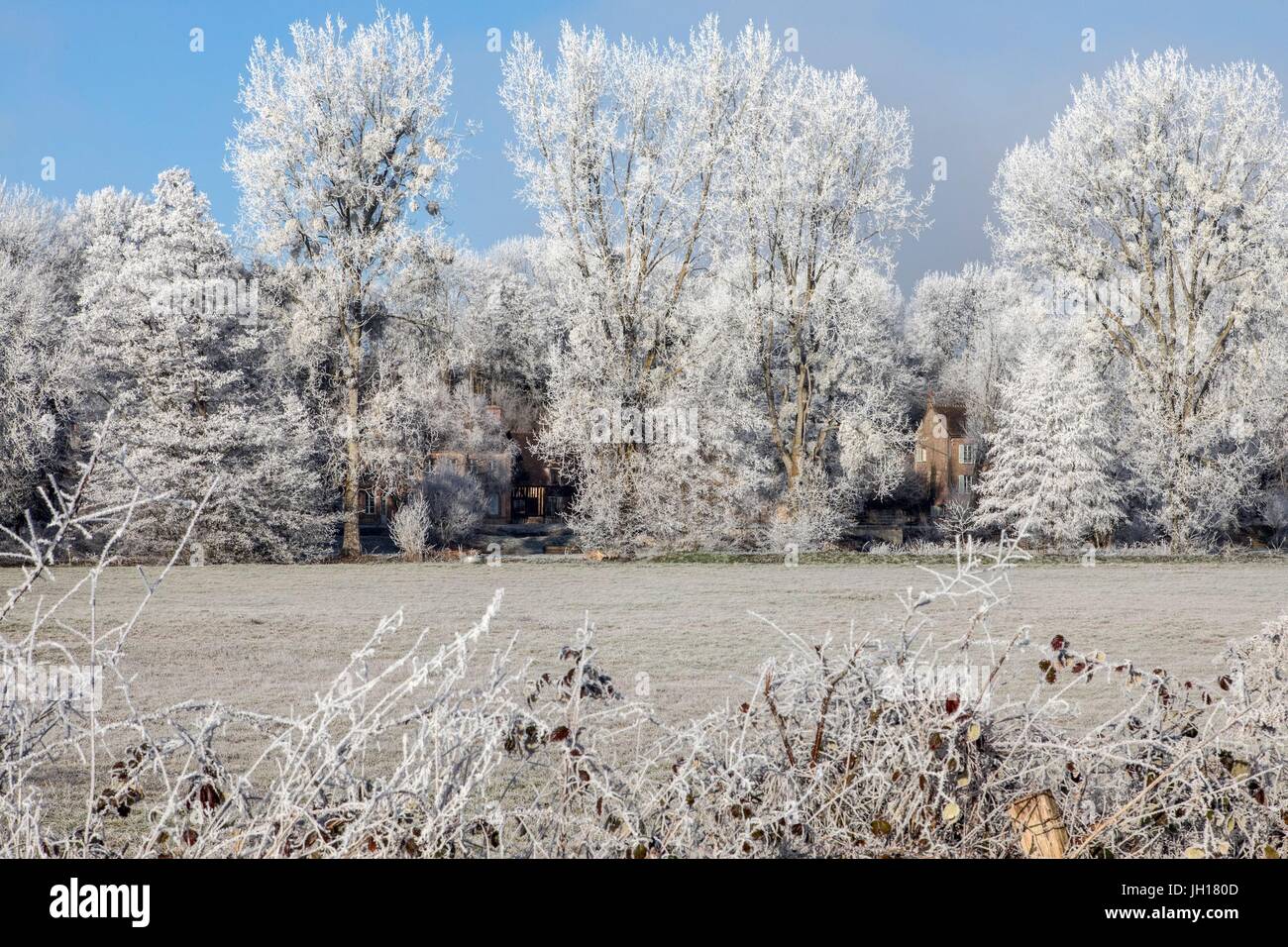 FROST IN WINTER,NORMANDY,FRANCE Stock Photo - Alamy