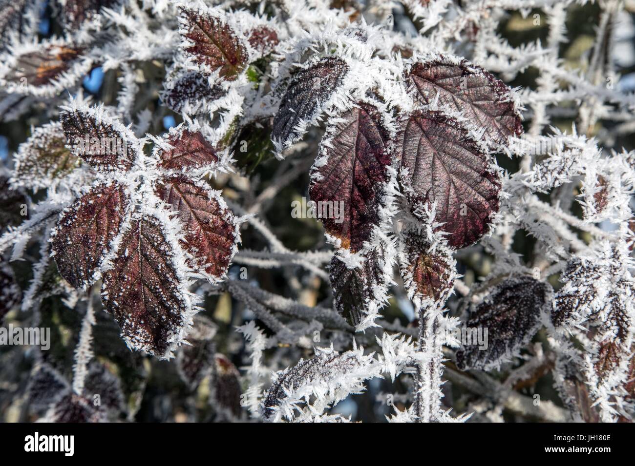 FROST IN WINTER,NORMANDY,FRANCE Stock Photo - Alamy