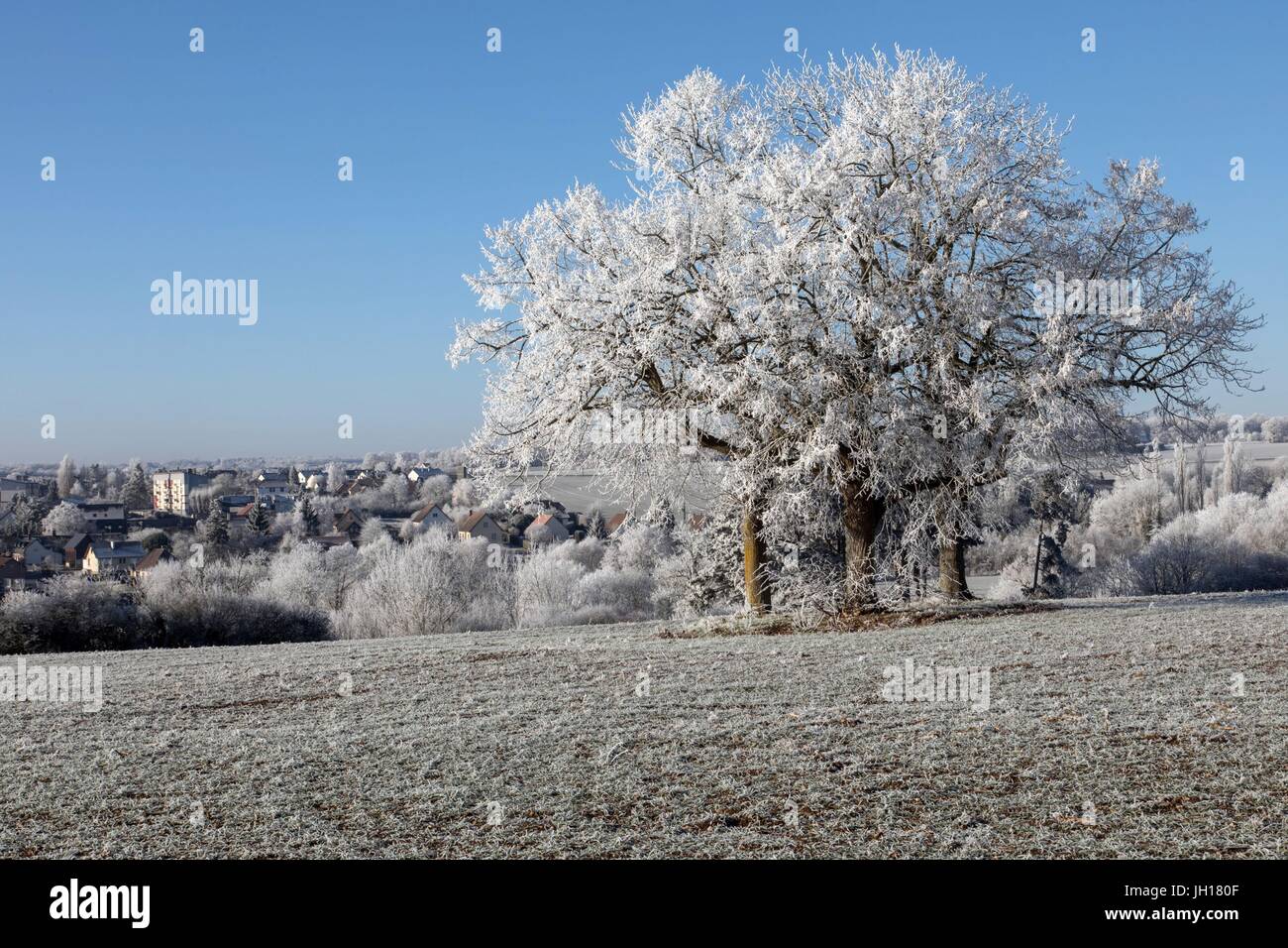 FROST IN WINTER,NORMANDY,FRANCE Stock Photo - Alamy