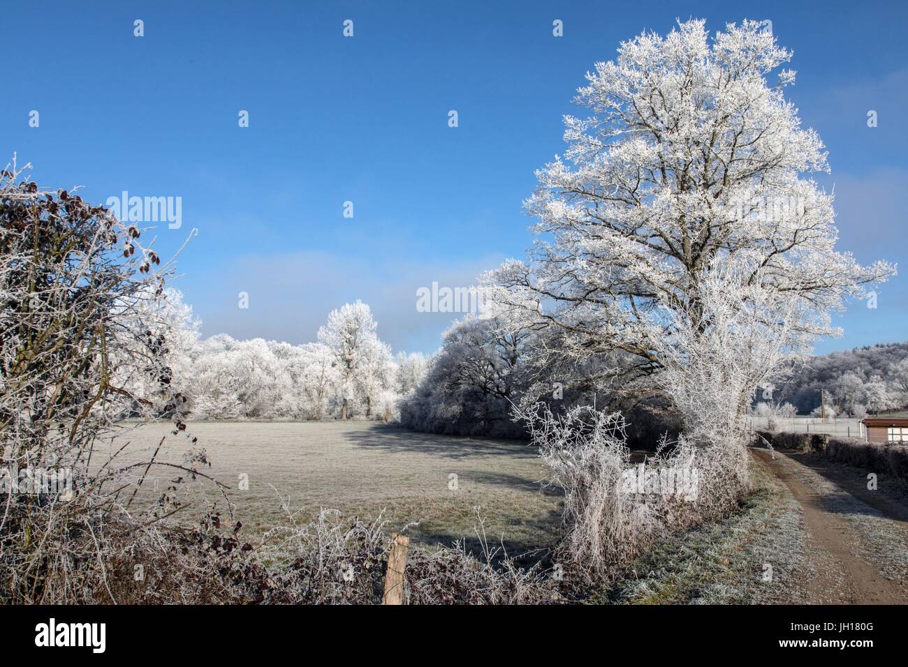 FROST IN WINTER,NORMANDY,FRANCE Stock Photo - Alamy