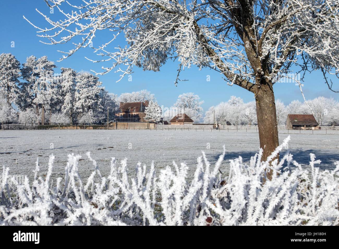 FROST IN WINTER,NORMANDY,FRANCE Stock Photo - Alamy
