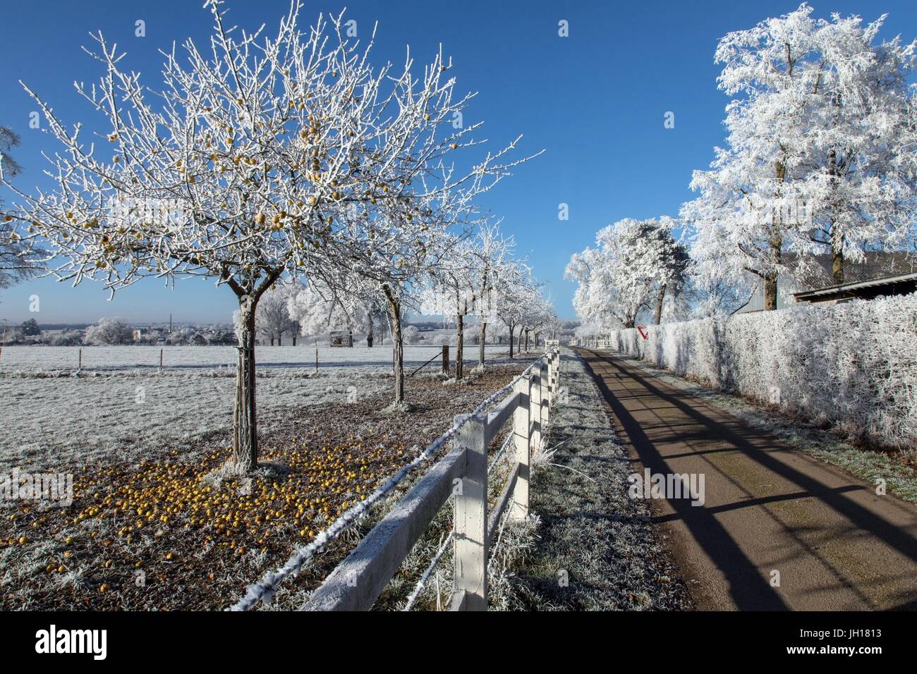 FROST IN WINTER,NORMANDY,FRANCE Stock Photo - Alamy