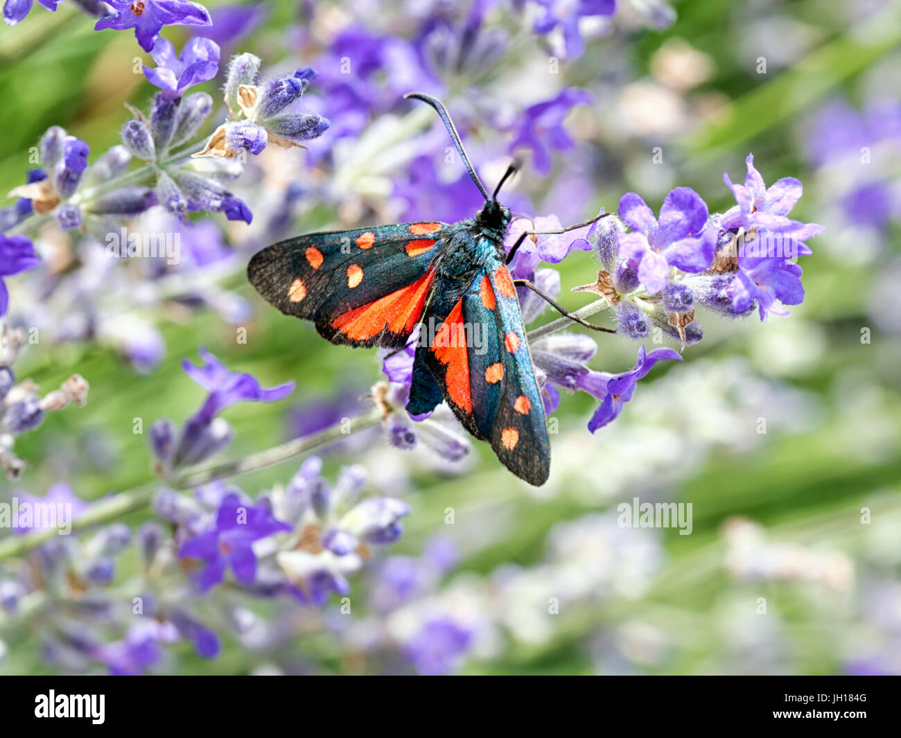 Bright red and black moth hi-res stock photography and images - Alamy