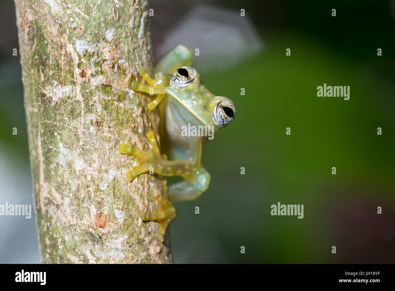 Spotted Glass Frog, “Sachatamia albomaculata”-Sarapiqui, Costa Rica ...