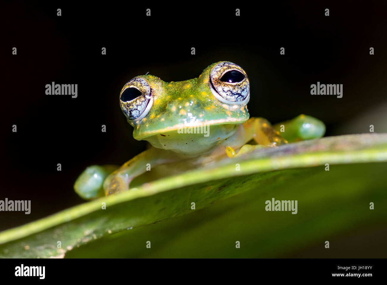Endangered spotted tree frog hi-res stock photography and images - Alamy