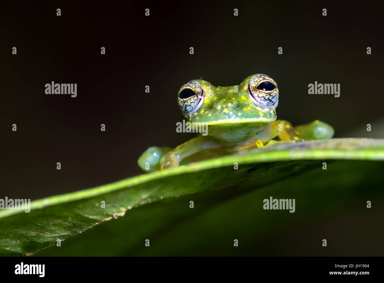 Spotted Glass Frog, “Sachatamia albomaculata”-Sarapiqui, Costa Rica ...