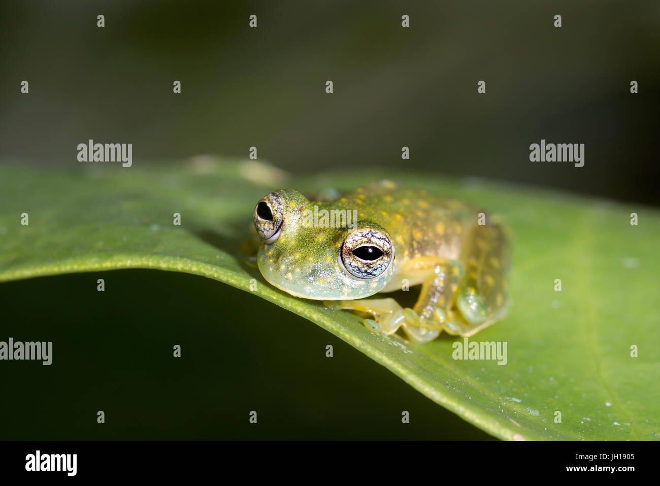 Spotted Glass Frog, “Sachatamia albomaculata”-Sarapiqui, Costa Rica ...