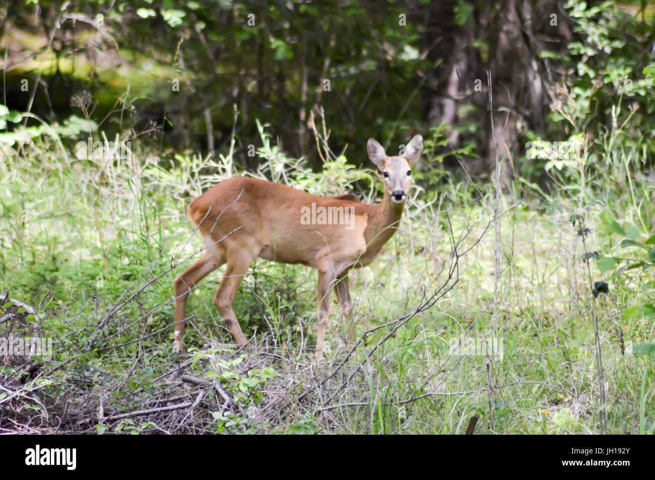 Roe deer in the forest of a tyrolean mountain in austria Stock Photo ...
