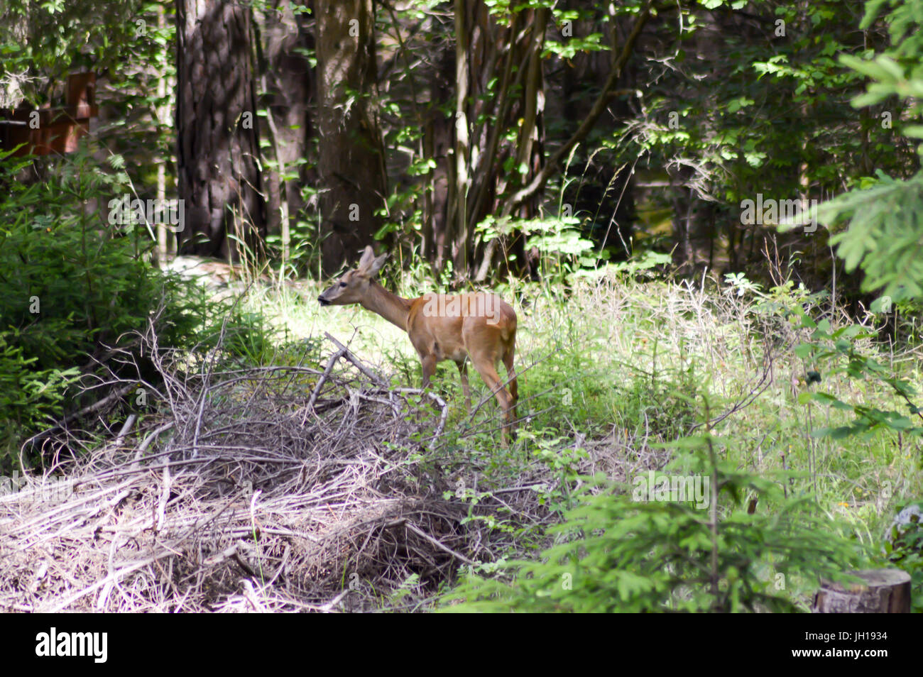 Roe deer in the forest of a tyrolean mountain in austria Stock Photo ...