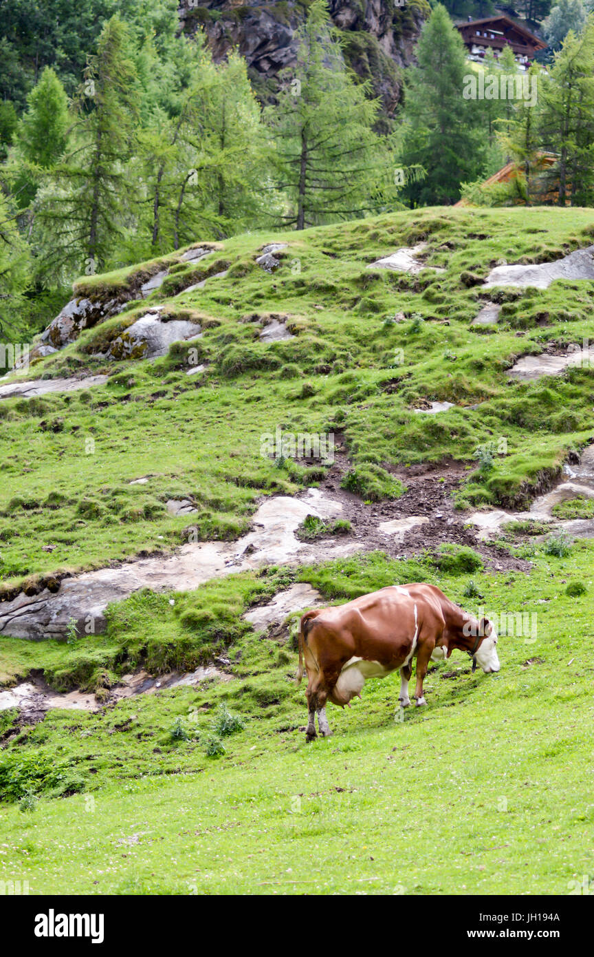 Cow with a huge pi who grazes on a mountain pass of a Tyrolean mountain ...