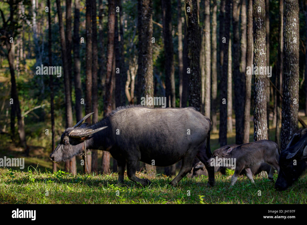 flock of buffalo family in pine wood Stock Photo - Alamy
