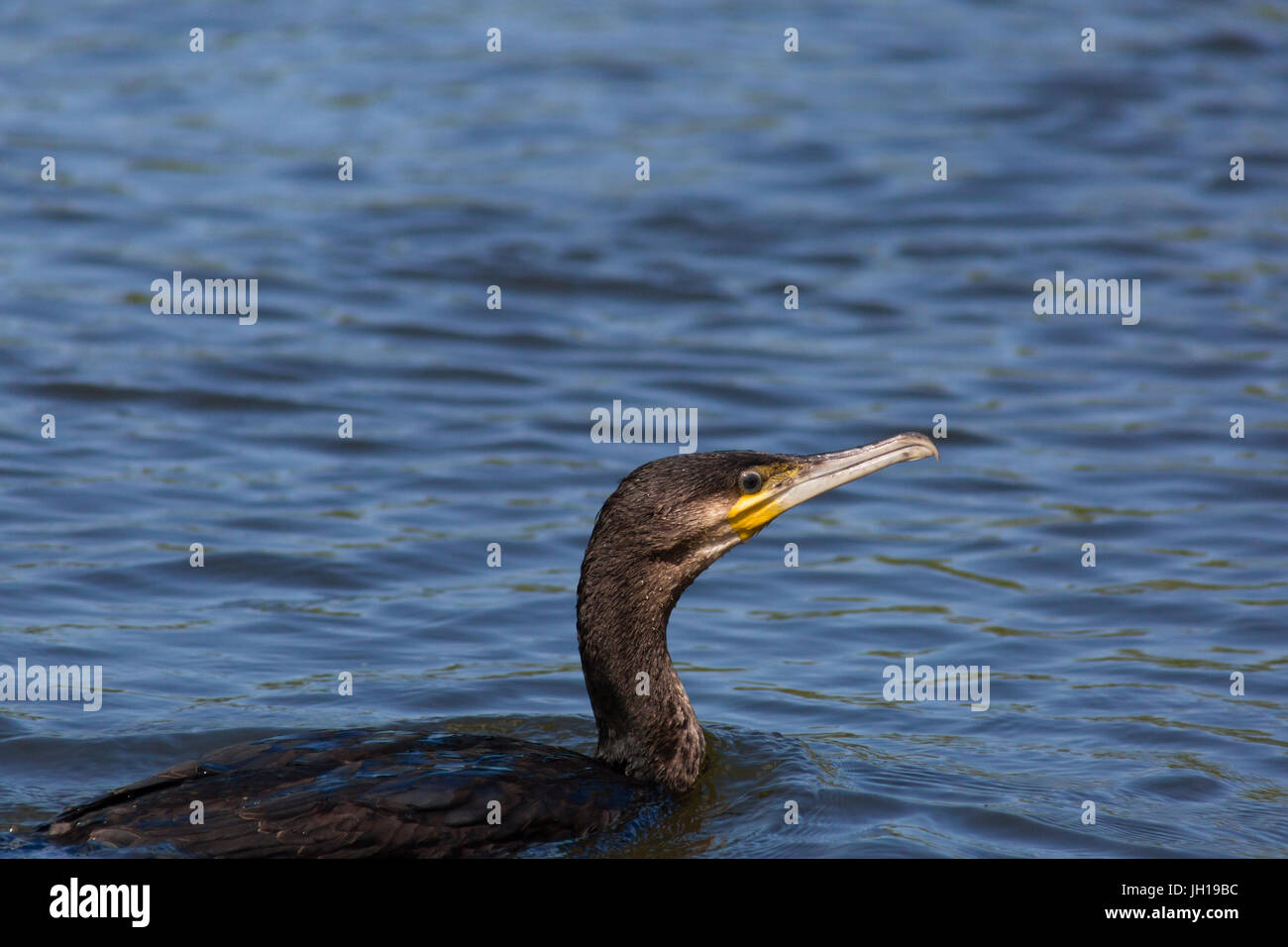 Great cormorant swim / Beach pathway / Boat on the beach Stock Photo ...
