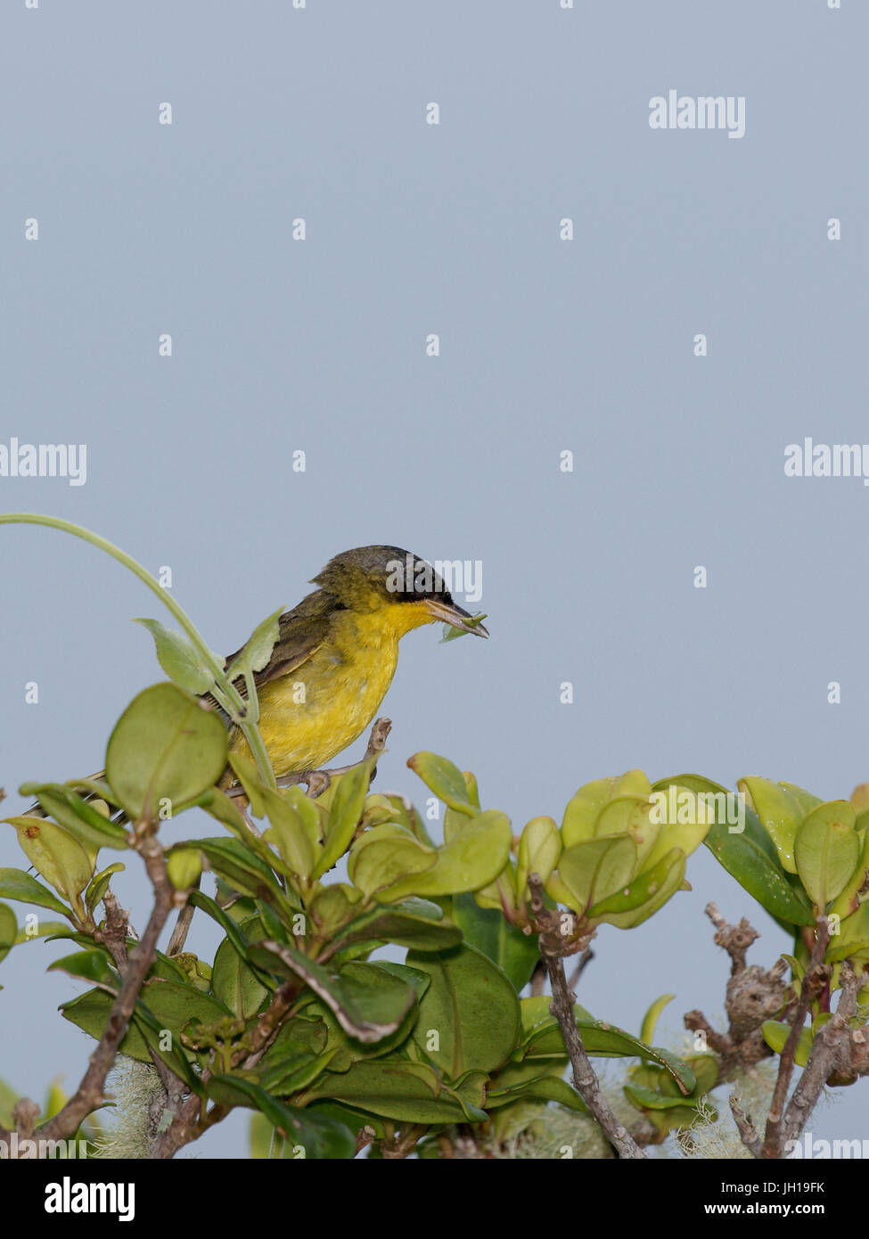 Fat snake hi-res stock photography and images - Alamy