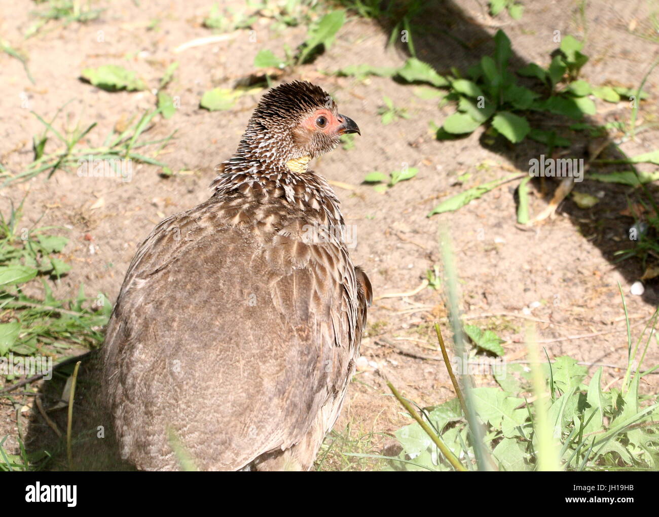 East African Yellow-necked spurfowl (Pternistis leucoscepus ...