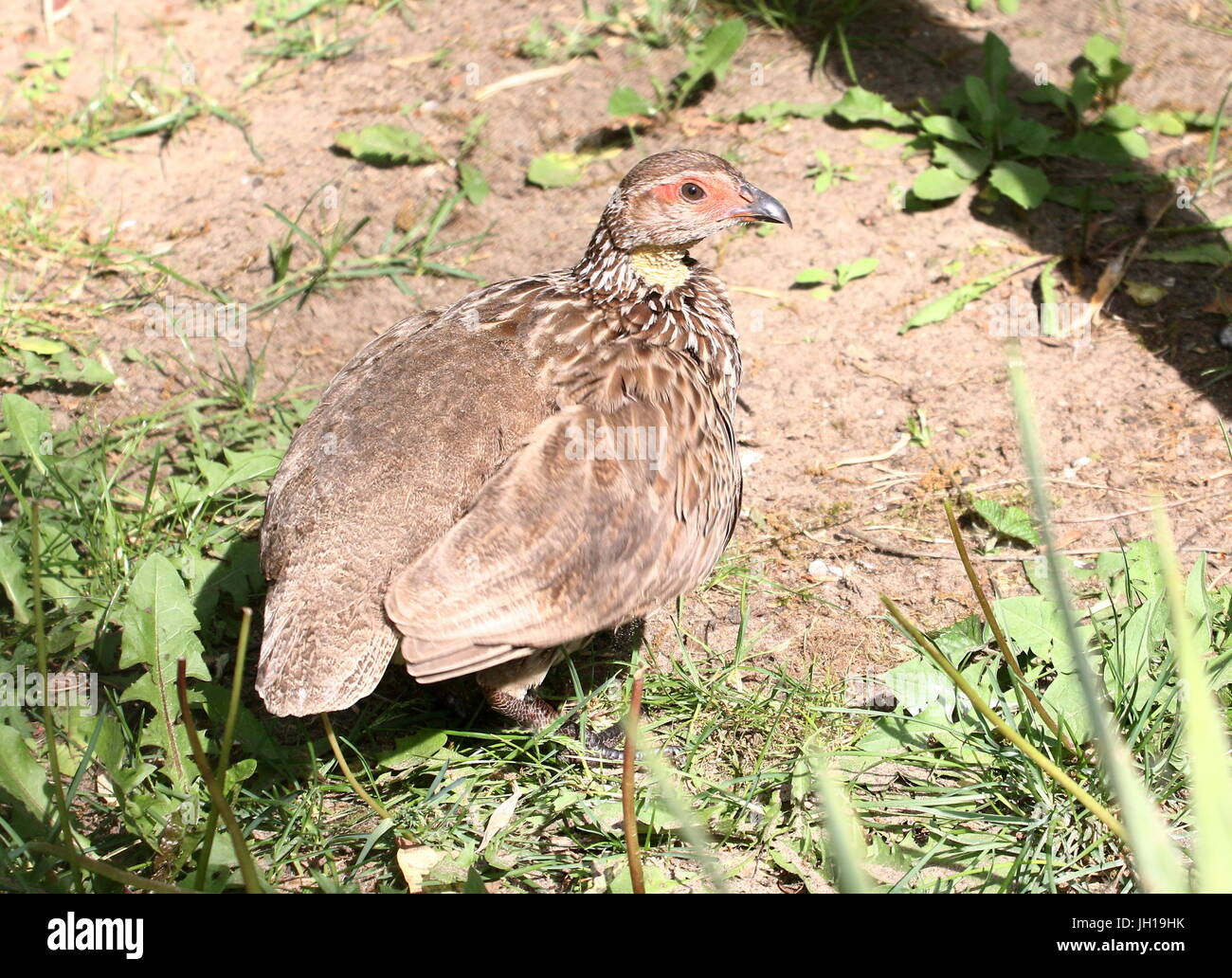 East African Yellow-necked spurfowl (Pternistis leucoscepus ...