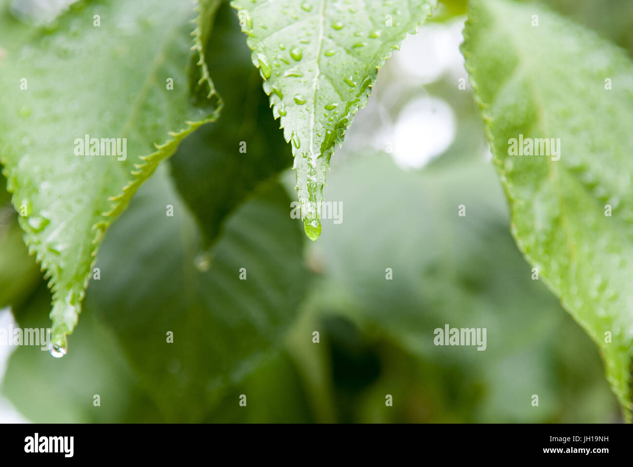 Grée leaf water drop hi-res stock photography and images - Alamy