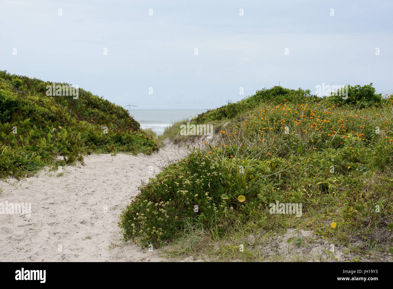 Beach Shells, Ilha do Mel, Paraná, Brazil Stock Photo - Alamy