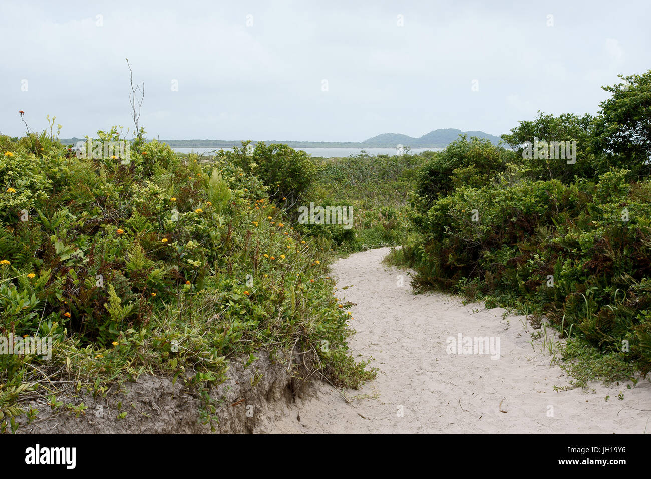 Beach Shells, Ilha do Mel, Paraná, Brazil Stock Photo - Alamy