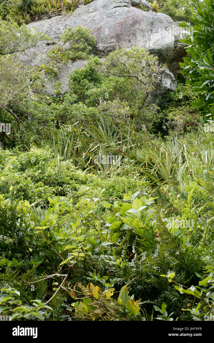 Forest, vegetation, Beach Shells, Ilha do Mel, Paraná, Brazil Stock ...